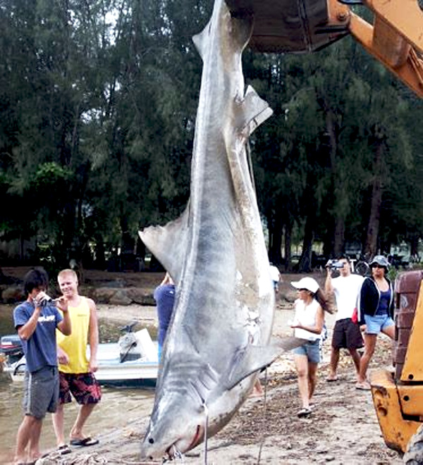 Soul Surfer Shark Attack Behind The Scenes